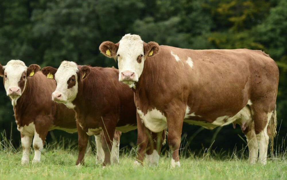 Simmental Dairy Cow Ribeye Steak | Larder London