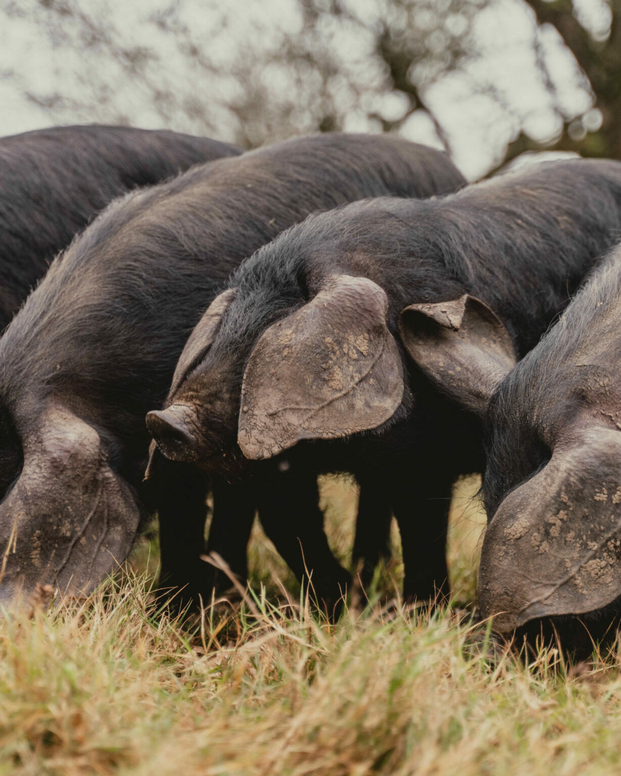 Rare Breed Pork Loin Steak | Larder London